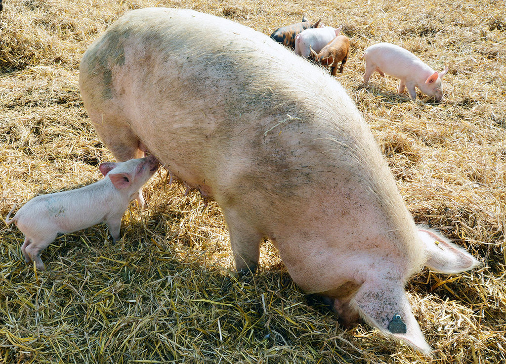 Organic Fine Dining at Ängavallen, Sweden - Roaming Required